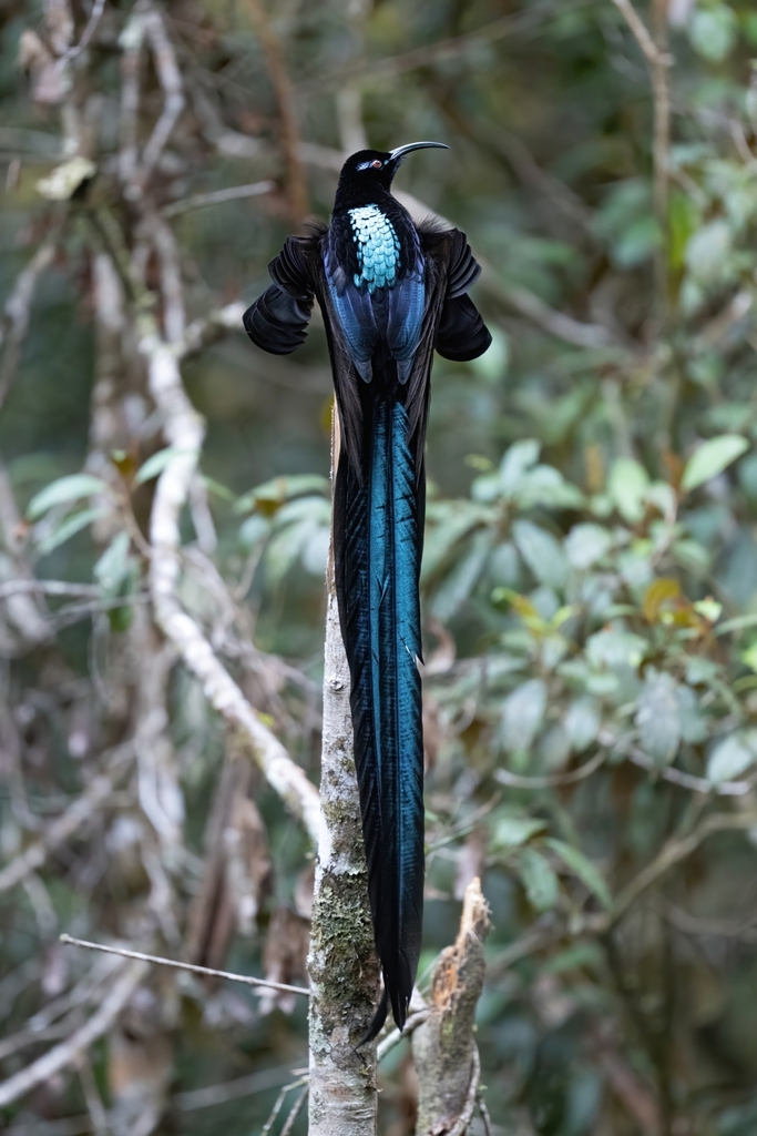 Black Sicklebill from Pegunungan Arfak on August 1, 2023 at 08:46 PM by ...