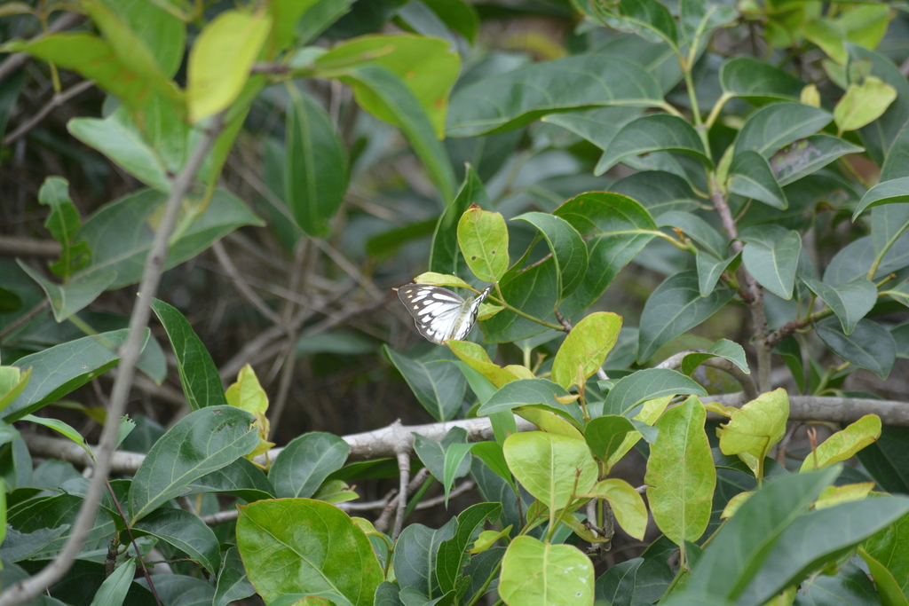 Common Gull from Madayi Para, Pazhayangadi, Kerala, India on July 23 ...