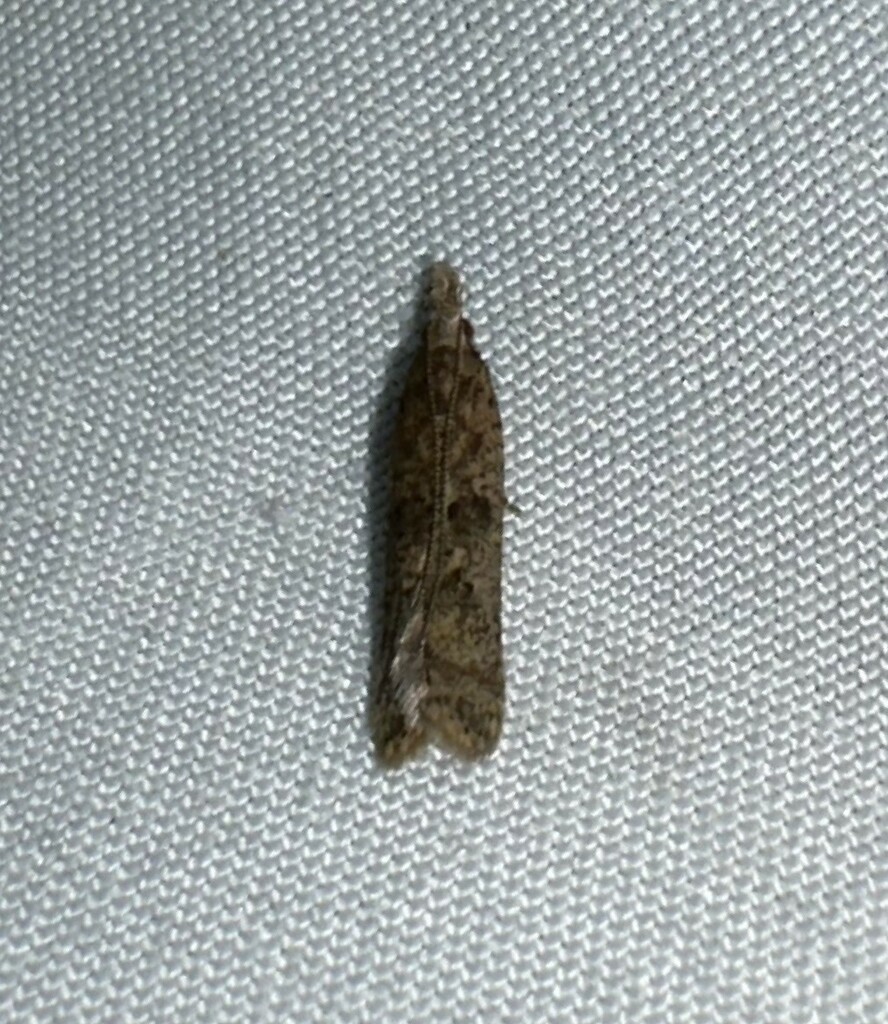 Palmerworm Moth from Paint Rock Forest Research Center, Jackson County ...