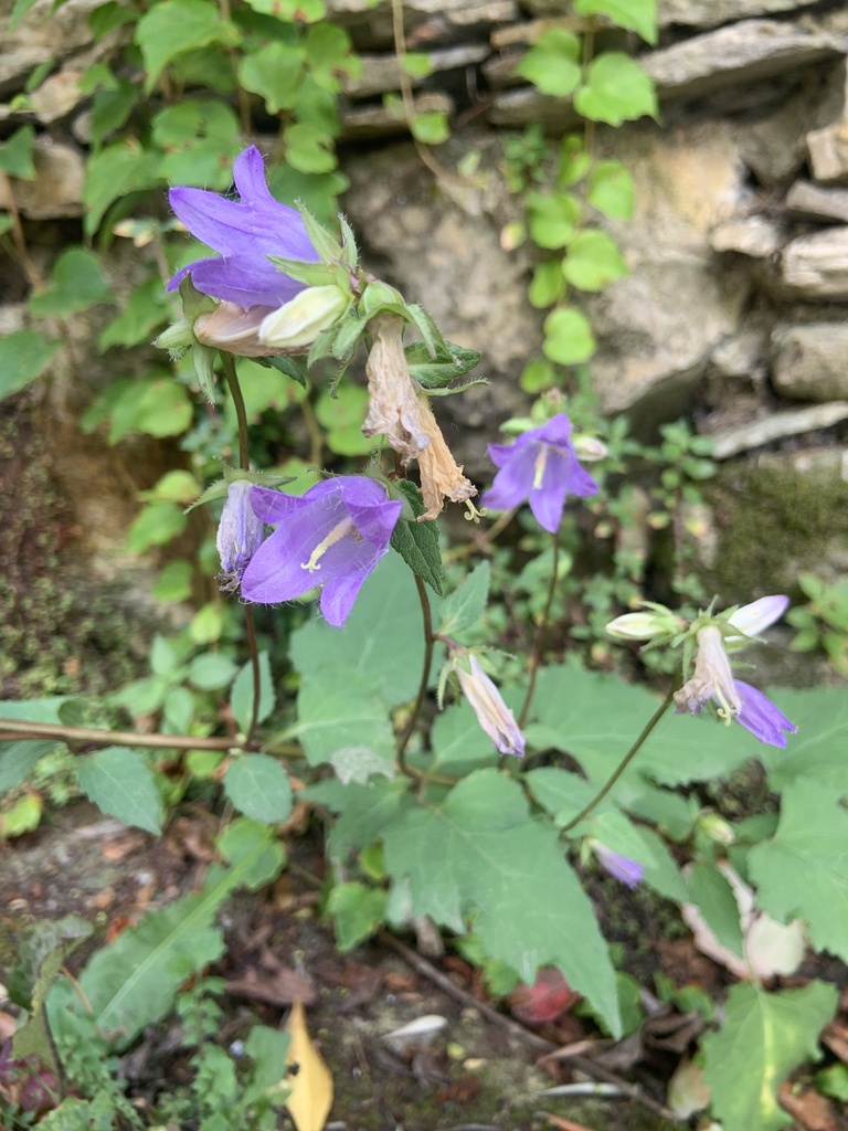 bellflowers from Via Enrico Figari, Camogli, Liguria, IT on August 1 ...