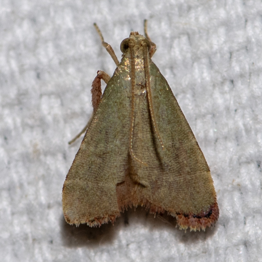 Olive Arta Moth from Allen Acres, Vernon Parish, LA, USA on July 25 ...