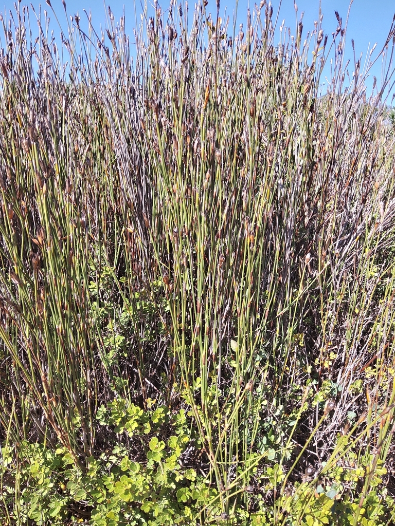 Restiads from Cape Flats Nature Reserve on August 1, 2023 at 02:17 PM ...
