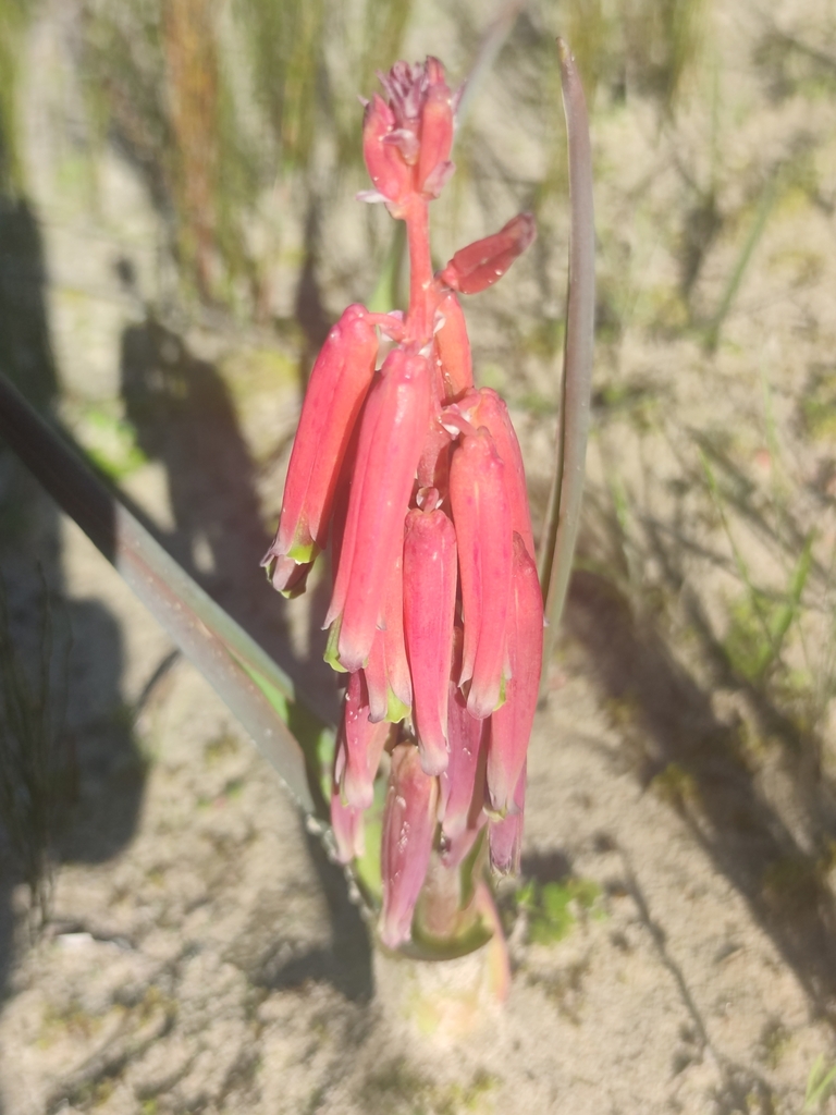 Red Viooltjie from University of The Western Cape, Erica Twp, Cape Town ...