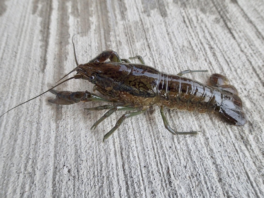 Marbled Crayfish in July 2023 by Dr. Premek Hamr. First record in North ...