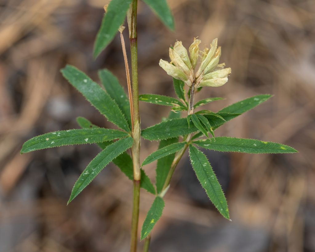 lupine clover from Каменск-Уральский, Свердловская обл., Россия on July ...