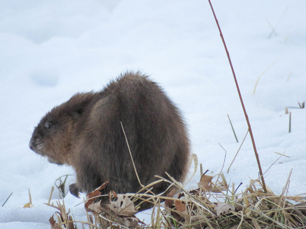 Muskrat from Aurora, IL, USA on March 9, 2015 at 06:27 PM by Paul Beck ...