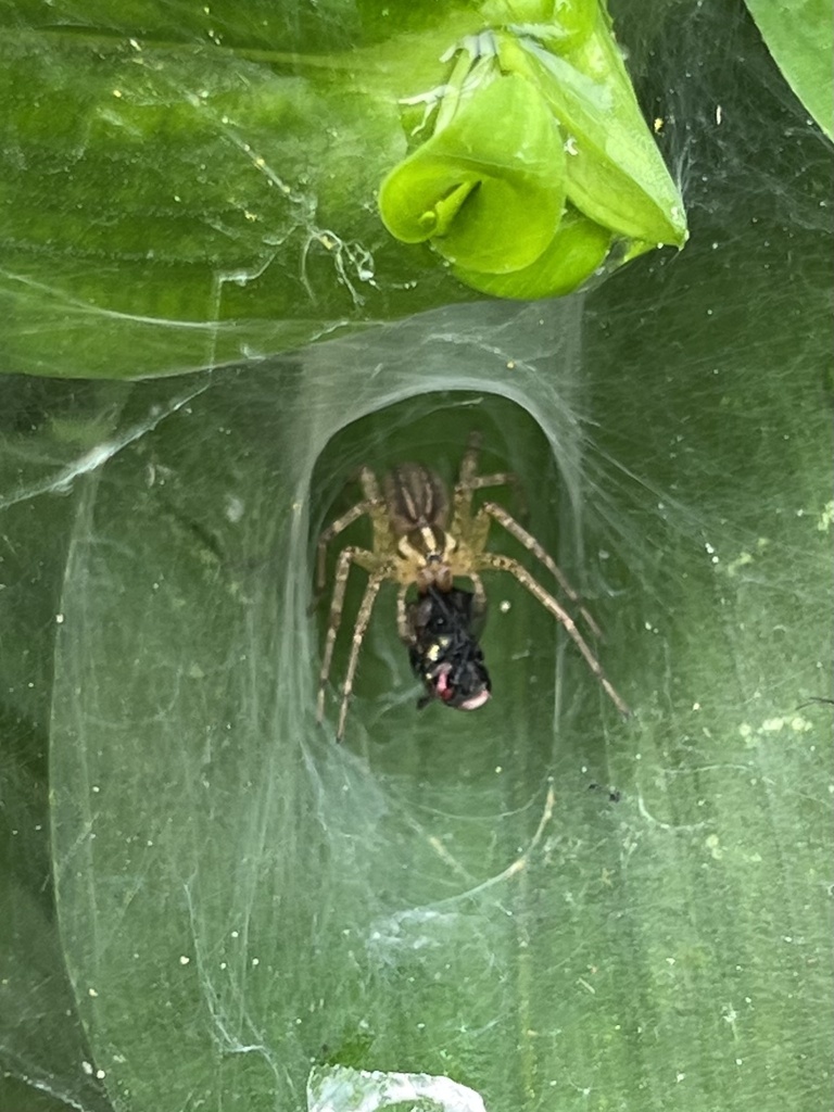 Grass Spiders from W 32nd St, Cleveland, OH, US on August 1, 2023 at 08 ...