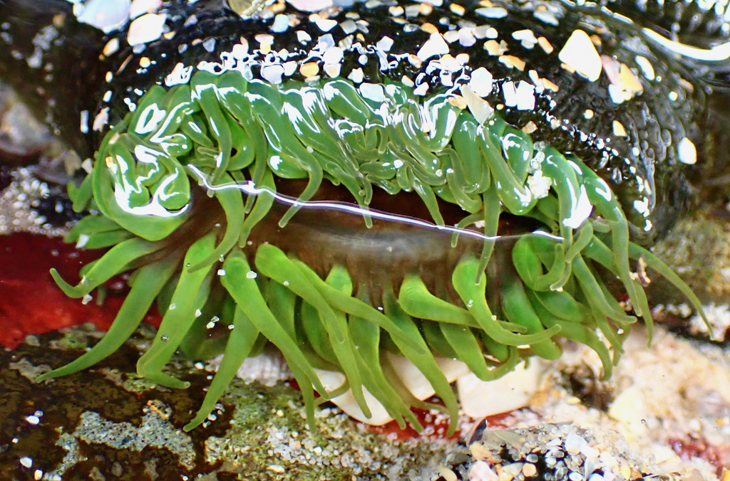 Green snakelock anemone from Hastings Point NSW 2489, Australia on July ...