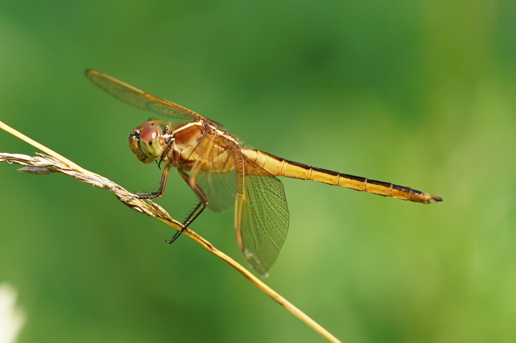 Needham's Skimmer from Edgewood, Maryland, USA on July 15, 2023 at 10: ...