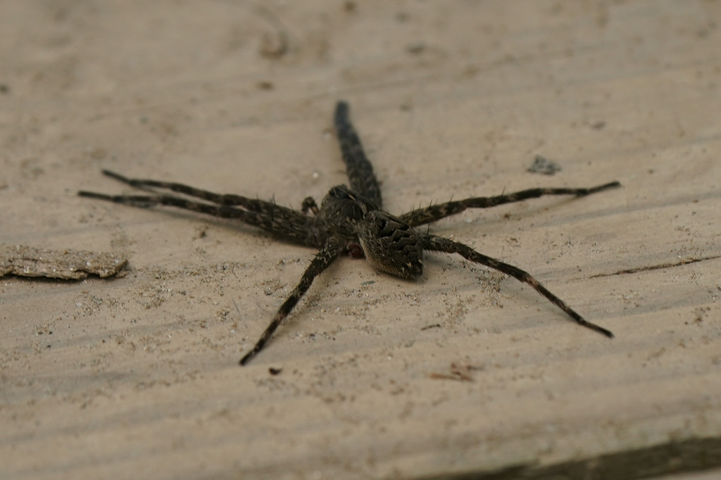 Striped Fishing Spider from Edgewood, Maryland, USA on July 15, 2023 at ...