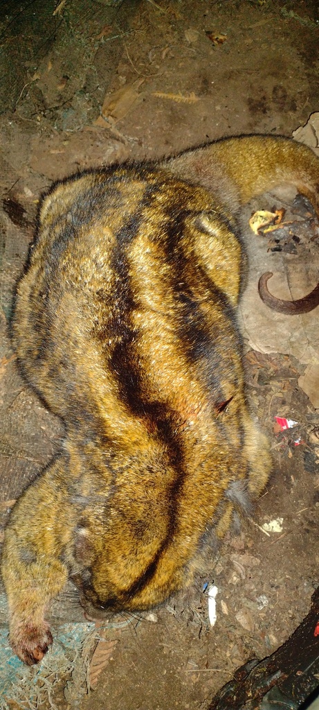 Grey and Spotted Cuscuses from Kerowagi District, Papua New Guinea on ...