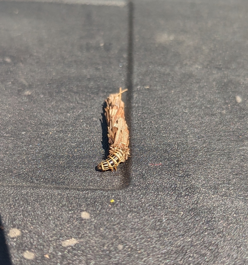 Bagworm Moths in July 2023 by mateo4815 · iNaturalist