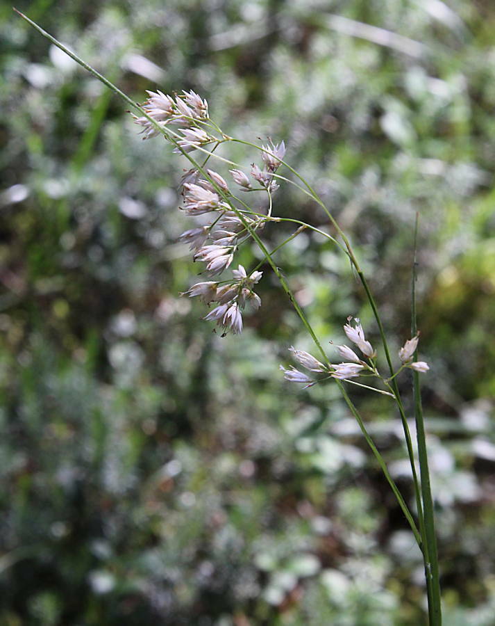 Snowy Woodrush from Val Mingèr,