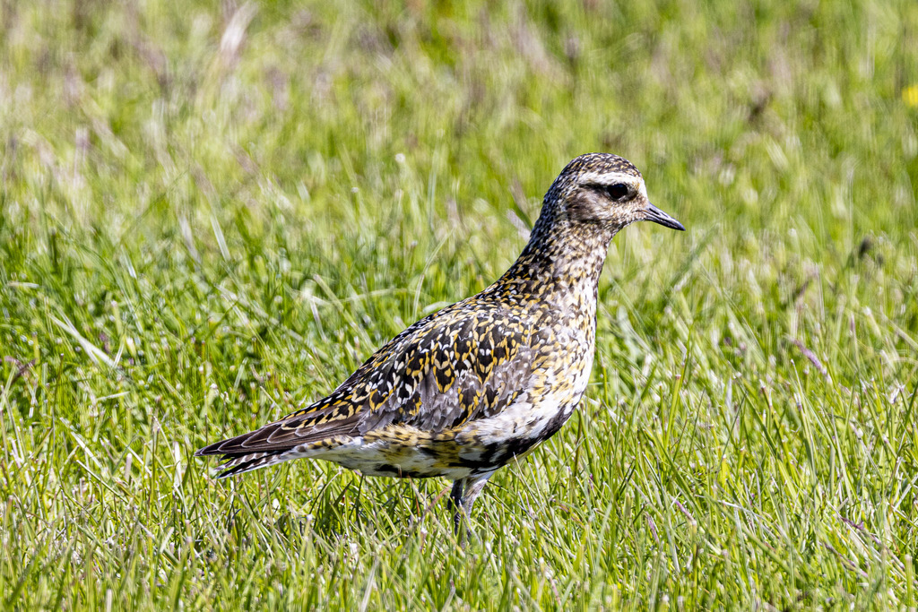 European Golden Plover from Akureyrarbær, Iceland on July 9, 2023 at 12 ...