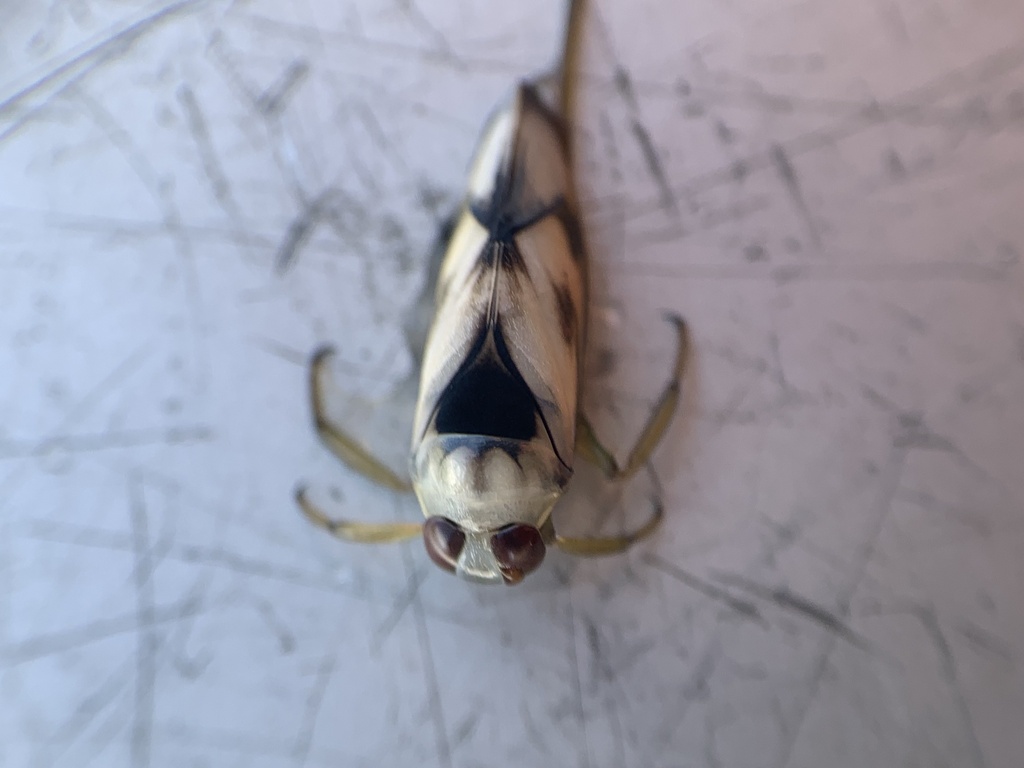 Grousewinged Backswimmer from Highway 63, Wood Buffalo, AB, CA on July ...