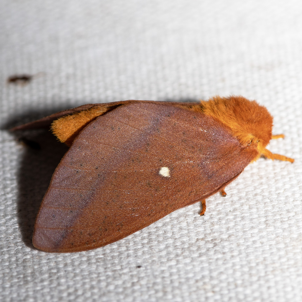 Pink-striped Oakworm Moths from Allen Acres, Vernon Parish, LA, USA on ...