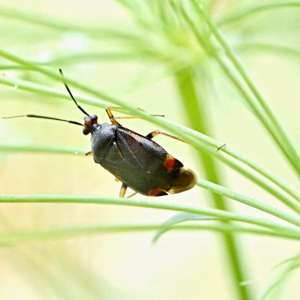 red-spotted plant bug from Libošovice, Česko on July 27, 2023 at 03:28 ...