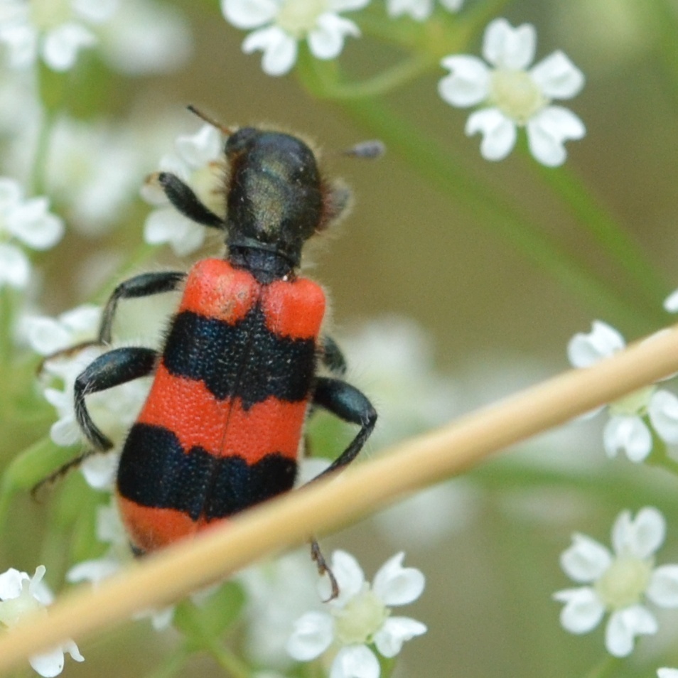 Bee-eating Beetle from Libošovice, Česko on July 27, 2023 at 03:29 PM ...