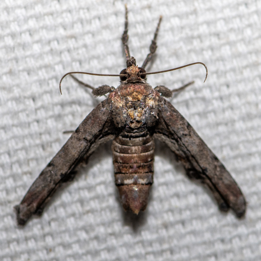 Dark Marathyssa Moth from Allen Acres, Vernon Parish, LA, USA on July ...