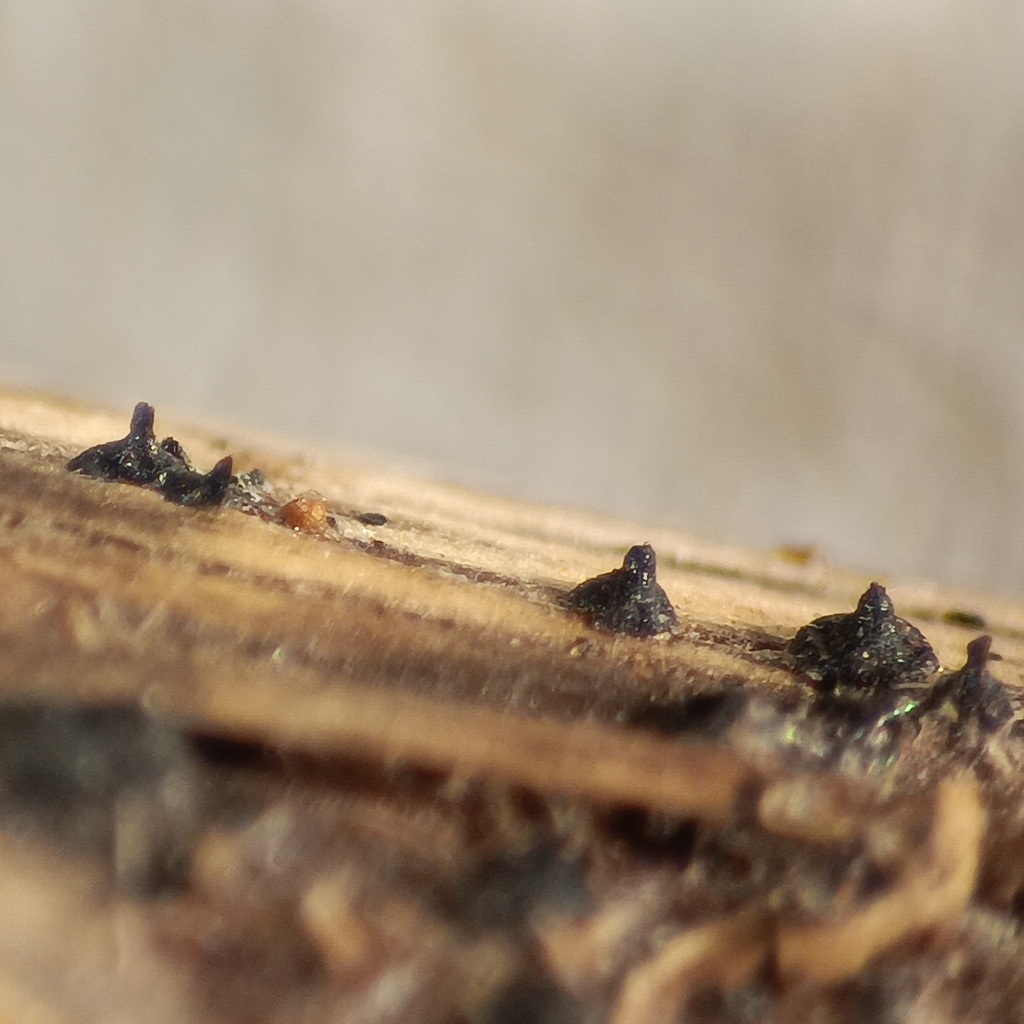 Ascomycete Fungi from Otsego County, NY, USA on July 11, 2023 at 09:57 ...