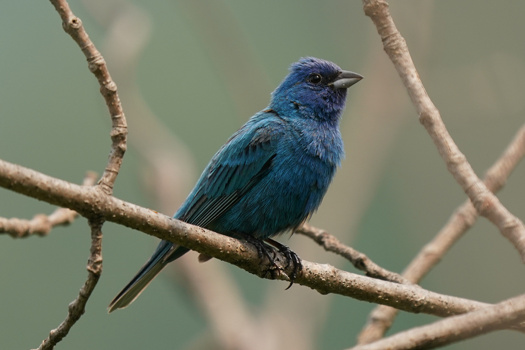 Indigo Bunting from Rappahannock County, Virginia, USA on July 17, 2023 ...