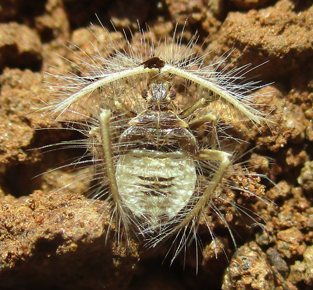Featherleg Bugs from Serowe Botswana on August 1, 2023 by Botswanabugs ...