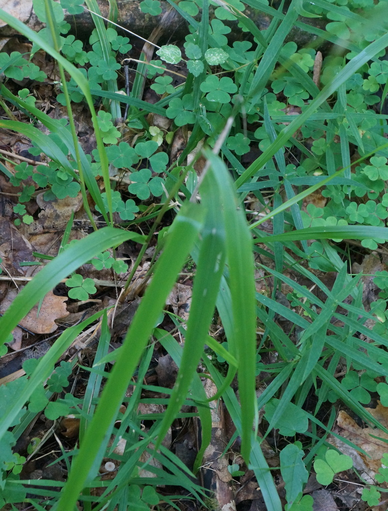 Wood Fescue from Мсціслаўскі раён, Беларусь on July 28, 2023 at 02:58 ...