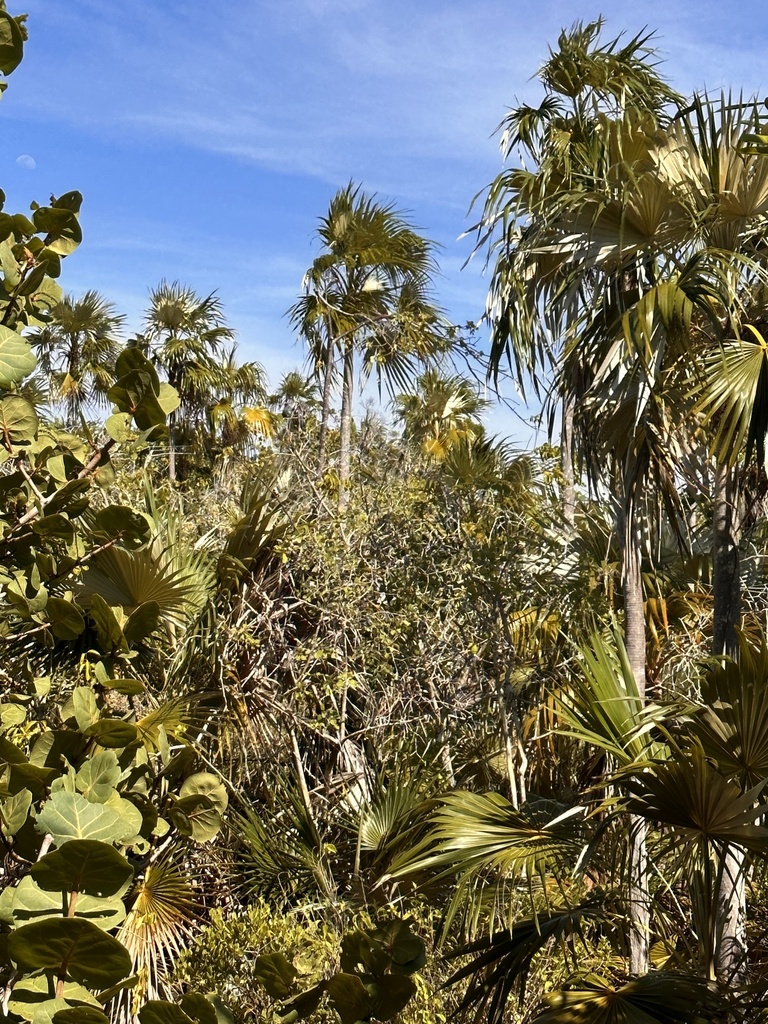 Cayman silver thatch palm (Coccothrinax proctorii) - Botanical Realm