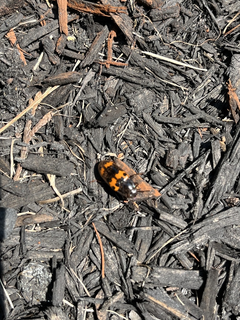 Red-banded Fungus Beetle in August 2023 by ljlacoff · iNaturalist
