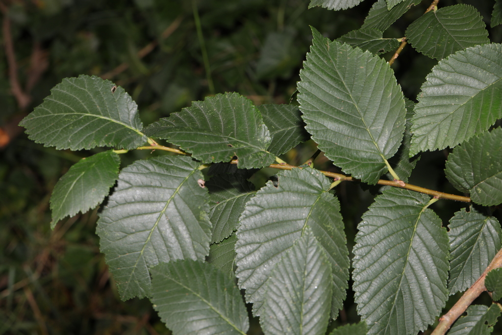 Field Elm from Sefton Park, Mossley Hill Drive, Mossley Hill, Liverpool ...