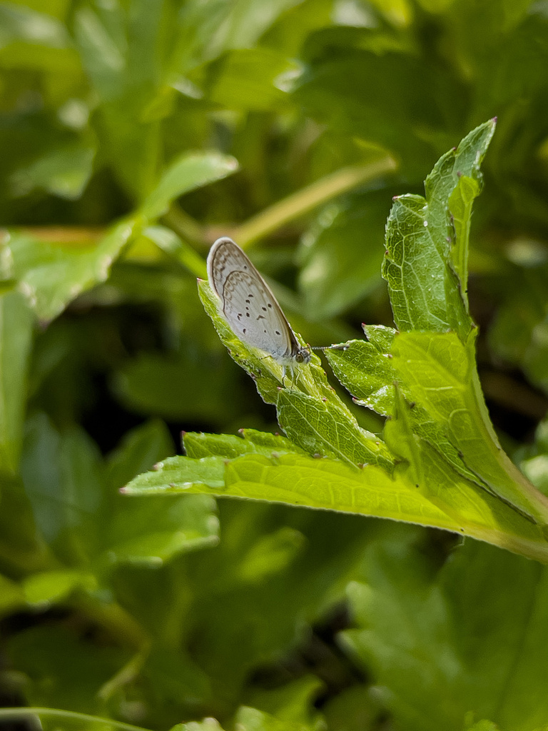 Lesser Grass Blue from Negros, Zamboanguita, Negros Oriental, PH on ...