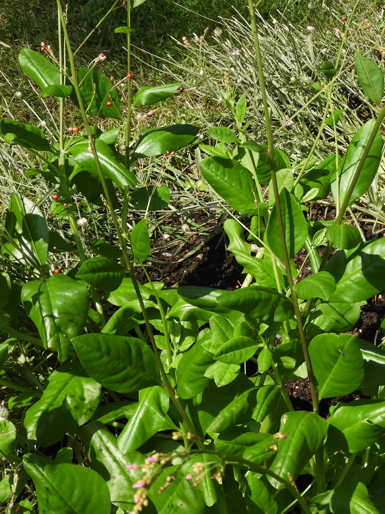 Jewels of Opar from Bartram's Garden, Philadelphia, Penn, USA on July ...