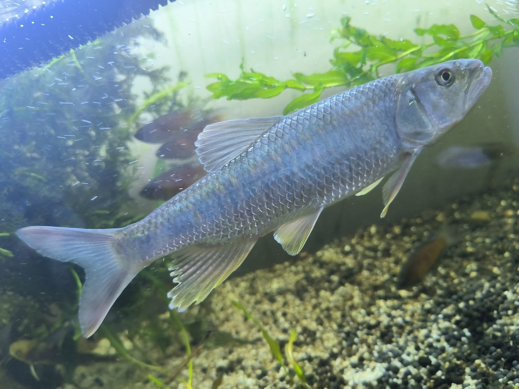 Opsariichthys bidens from 中国河南省鹤壁市淇滨区 on August 1, 2023 at 05:24 PM by ...