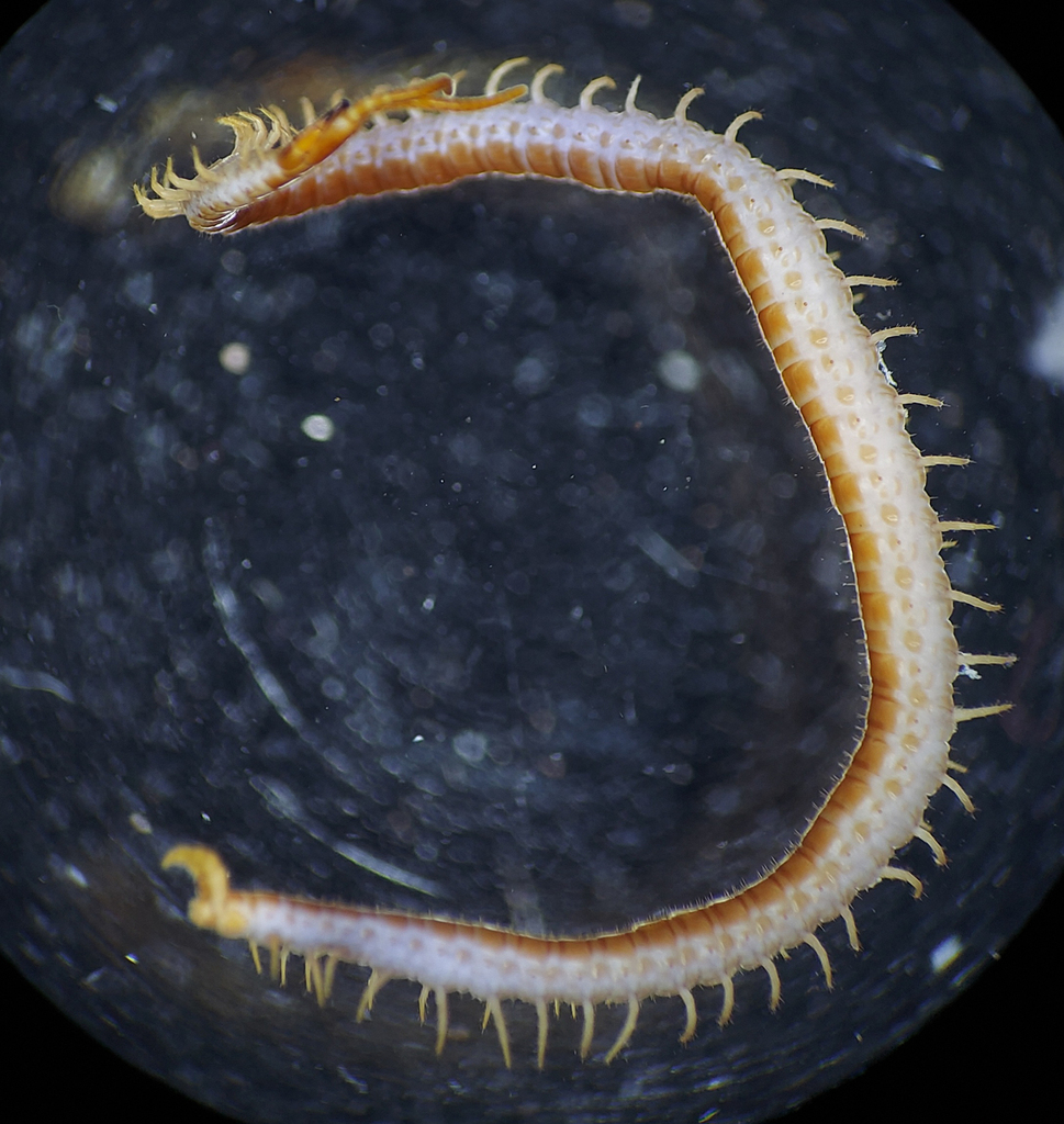 Geophilus virginiensis from Lancaster County, VA, USA on May 3, 2023 at ...