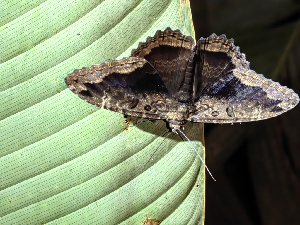 Feigeria mycerina from Costa Rica on July 22, 2023 at 08:14 PM by ...