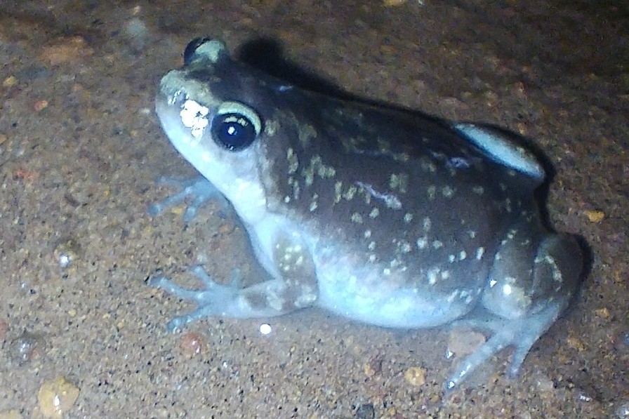White-bellied pug-snout frog from X2Q4+5G5, Kadma, West Bengal 722151 ...