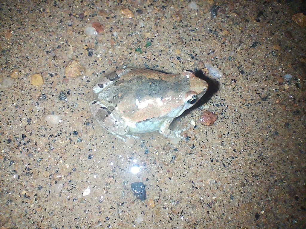 Rice Frogs from X2Q4+8GF, Kadma, West Bengal 722151, India on August 1 ...