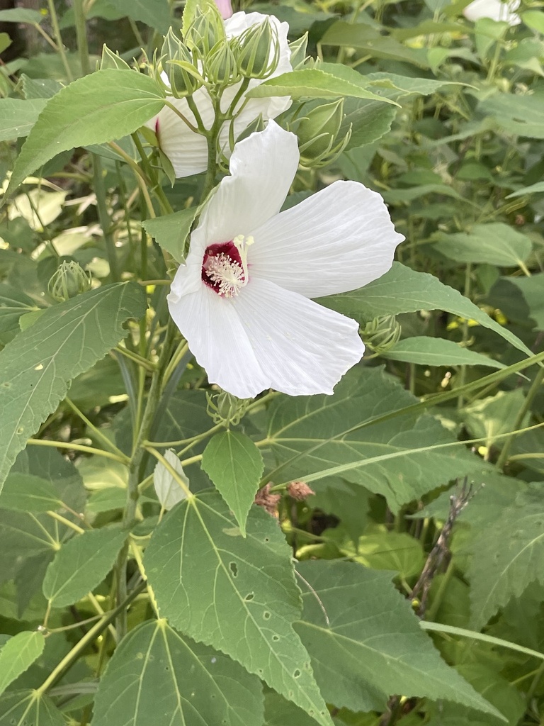 swamp rose mallow from Fenwick Island, Bethany Beach, DE, US on August ...