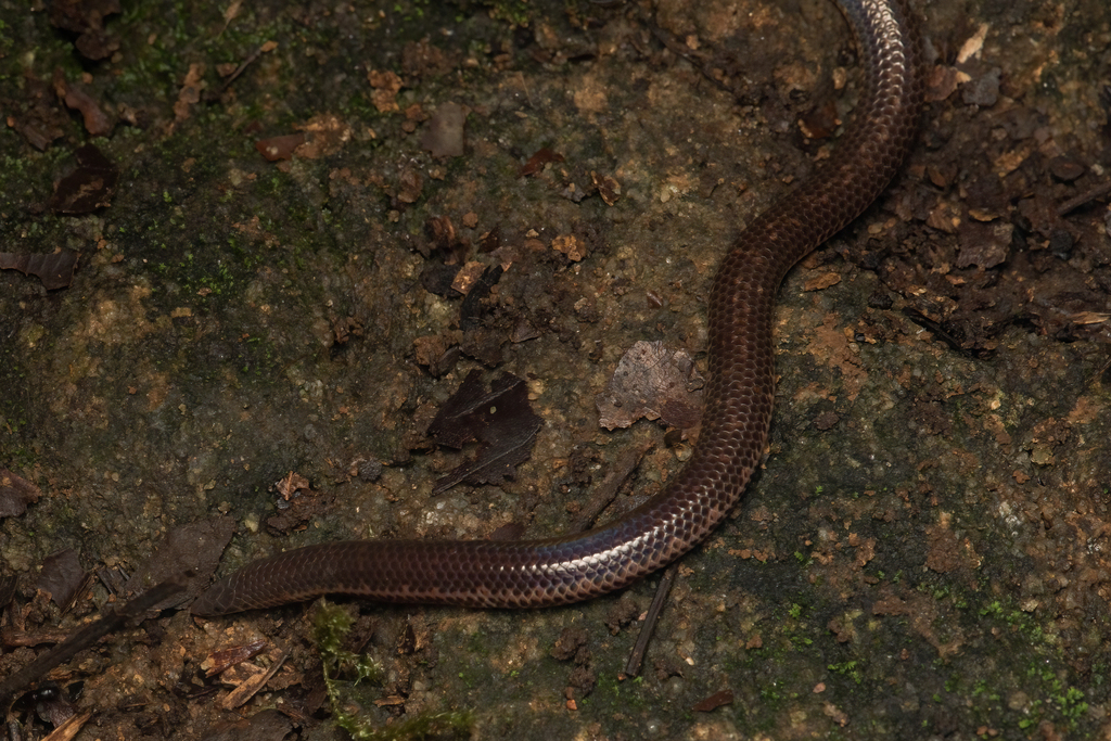 Rhinophis in July 2023 by Adit Jeyan · iNaturalist