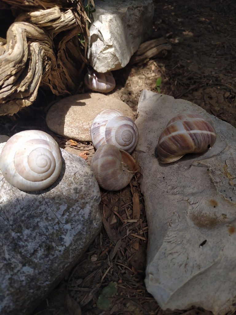Turkish Snail from Kastoria 521 00, Greece on August 1, 2023 at 01:08 ...