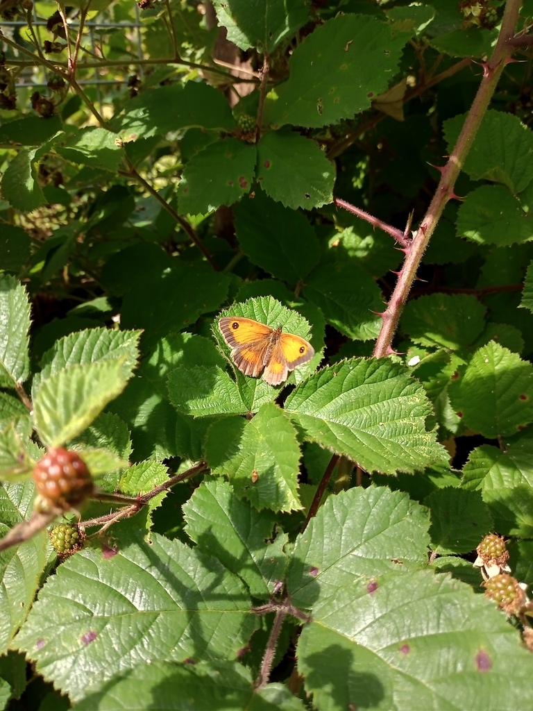 Gatekeeper from Liverpool, UK on 26 July, 2023 at 11:17 AM by heather ...