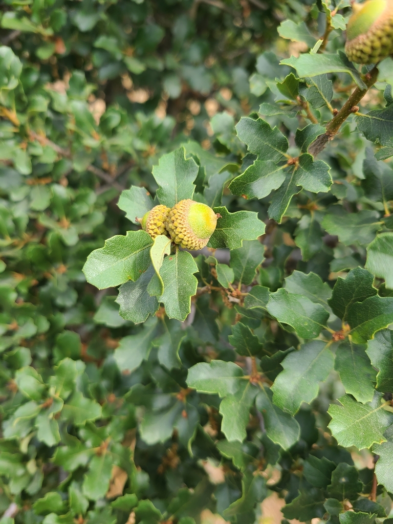 California scrub oak from Santa Rosa, CA 95404, USA on August 1, 2023 ...