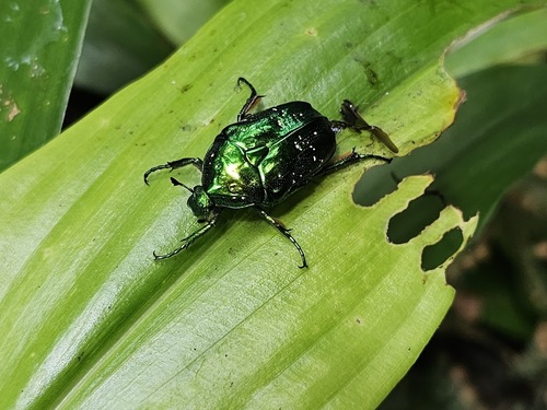 Protaetia inquinata · iNaturalist Mexico