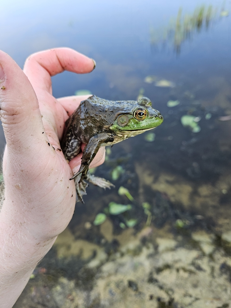 American Bullfrog from Clayton, NJ, USA on July 31, 2023 at 06:41 PM by ...