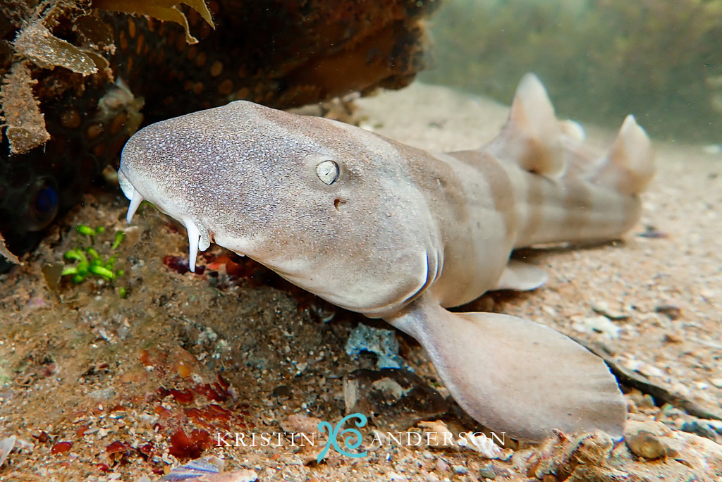 Brown-banded Bamboo Shark from Port Hedland WA, Australia on January 24 ...