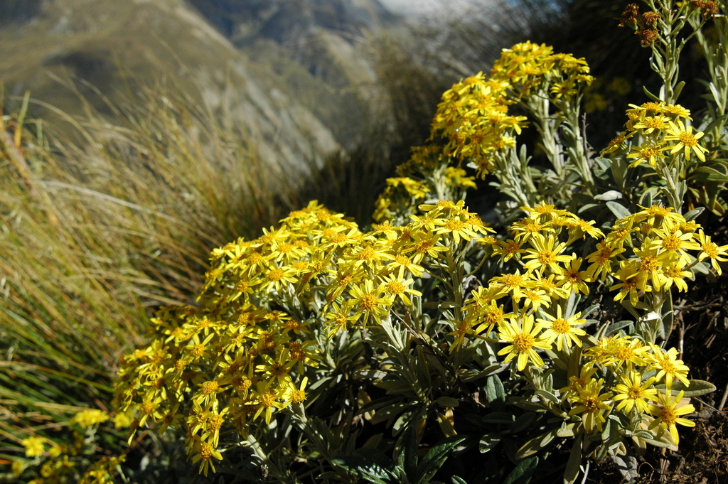Brachyglottis revoluta from Walter Peak, New Zealand on January 14 ...