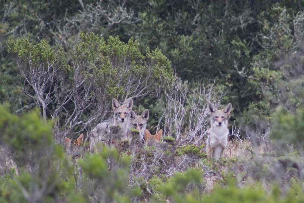 Coyote from Presidio of San Francisco, San Francisco, CA, USA on August ...