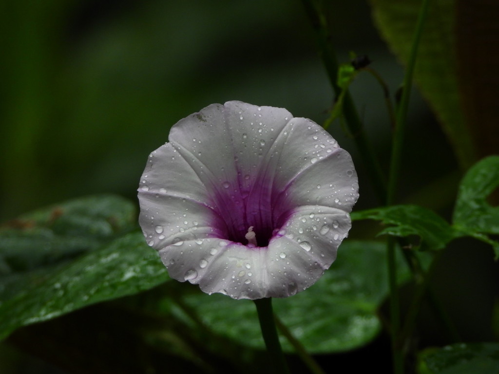 sweet potato (Ipomoea batatas) - Botanical Realm