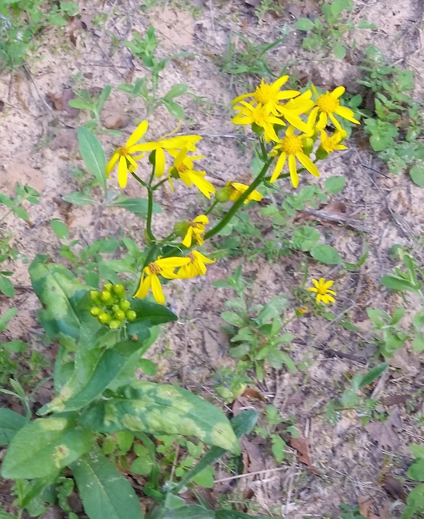 Texas ragwort (Senecio ampullaceus) - Botanical Realm