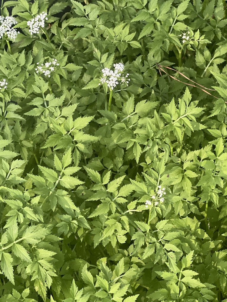 Java water-dropwort from E Main St, Plymouth, NC, US on July 30, 2023 ...